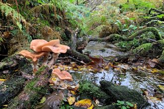 Nature Reserves | Manx Wildlife Trust