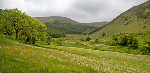 Nature Reserves | Manx Wildlife Trust