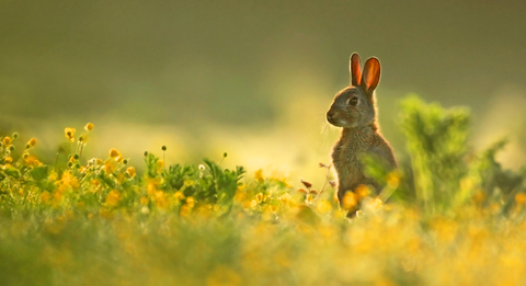 Wildlife Explorer | Manx Wildlife Trust