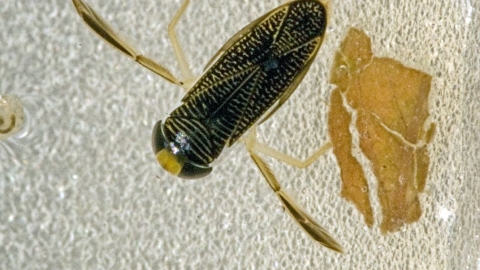 Lesser water boatman | Manx Wildlife Trust