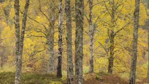 Silver birch | Manx Wildlife Trust