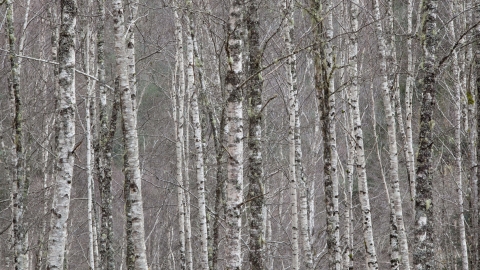 Silver birch | Manx Wildlife Trust