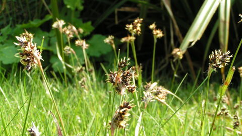 Field wood-rush | Manx Wildlife Trust