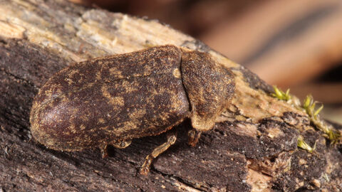 Deathwatch beetle | Manx Wildlife Trust