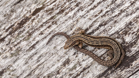 Common lizard | Manx Wildlife Trust