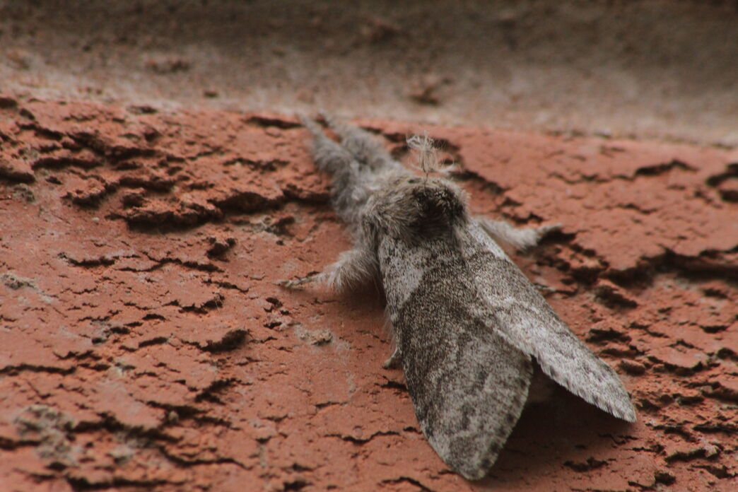 Pale tussock | Manx Wildlife Trust