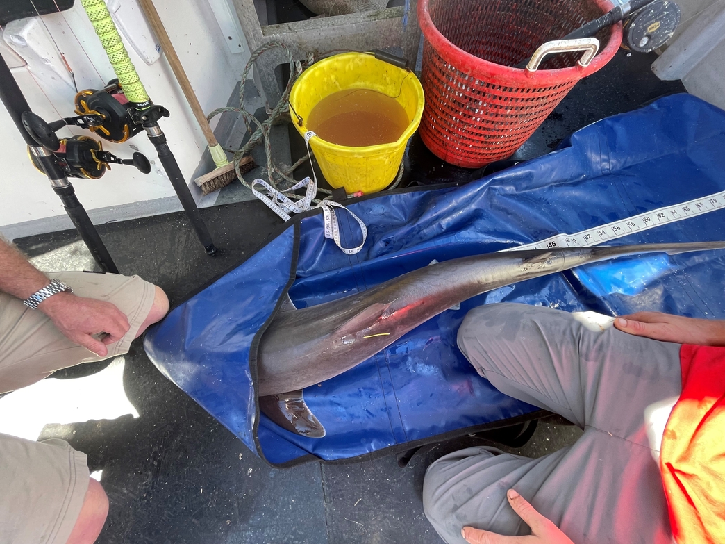 Small Shark Tagging | Manx Wildlife Trust