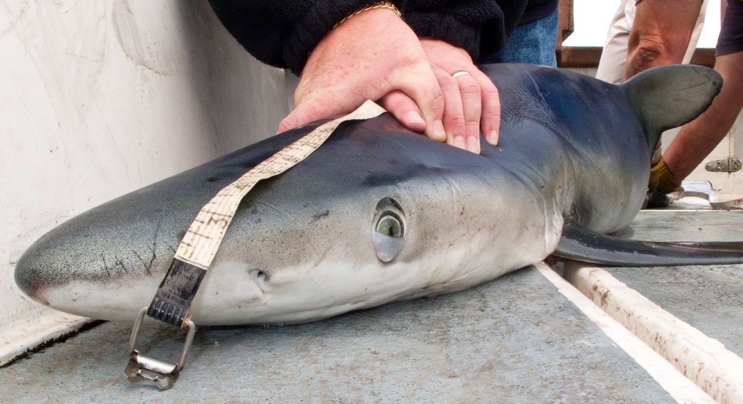 Shark tagging | Manx Wildlife Trust