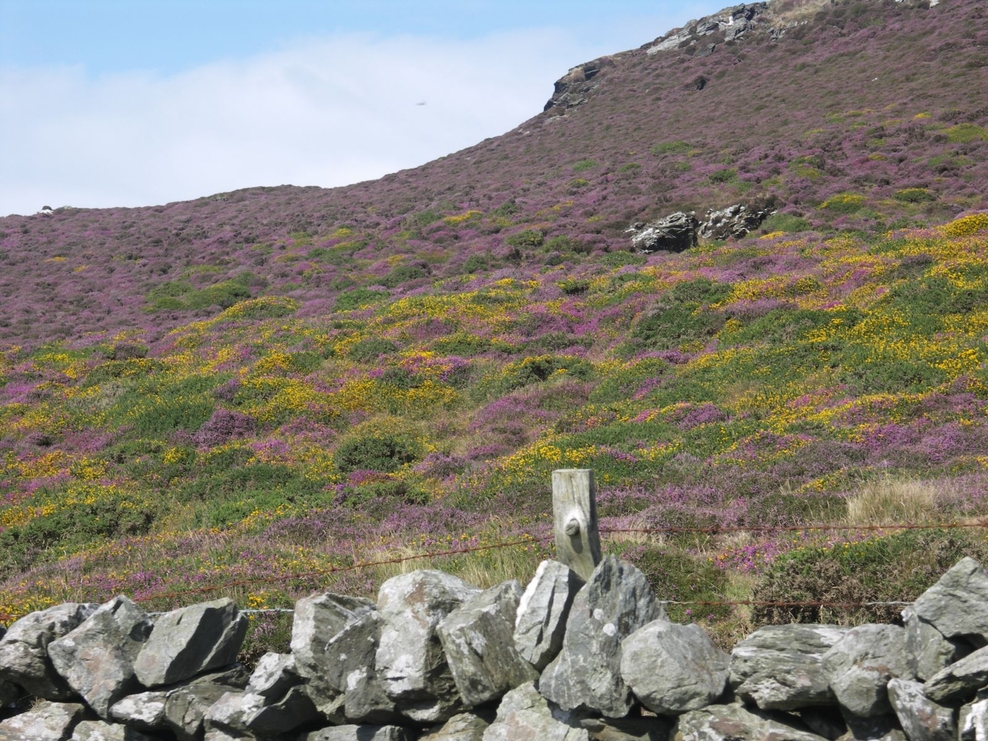 Wild places | Manx Wildlife Trust