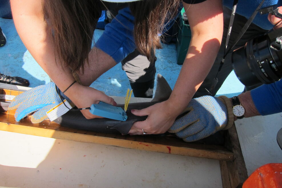 Shark tagging | Manx Wildlife Trust