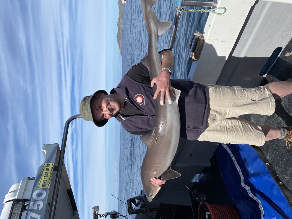 Small Shark Tagging | Manx Wildlife Trust